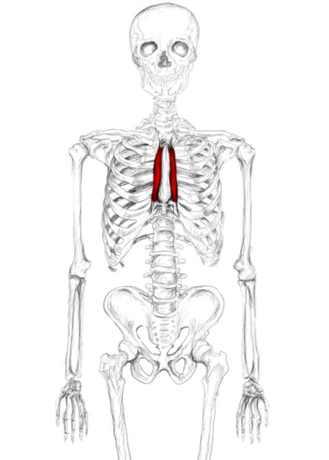 Músculo esternal: Dolores y puntos gatillo