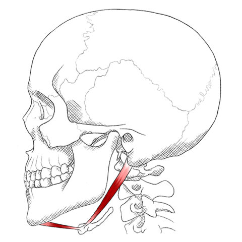 Músculo digástrico – Dolor y puntos gatillo