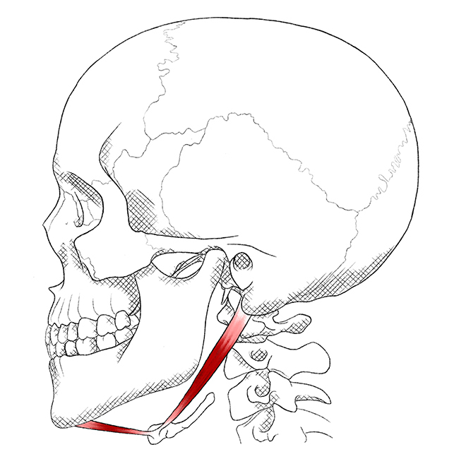 Músculo digástrico – Dolor y puntos gatillo
