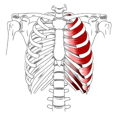 Intercostales Internos Apunte: Anatomía Descriptiva Del Tórax