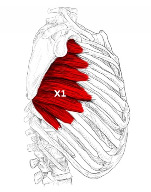 Músculo serrato anterior: Dolores y puntos gatillo