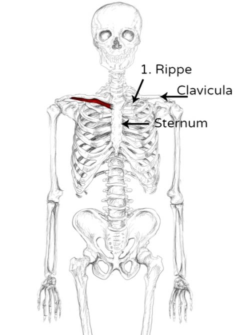 Músculo subclavio: Dolores y puntos gatillo