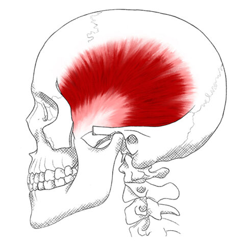 Músculo temporal – Dolor y puntos gatillo