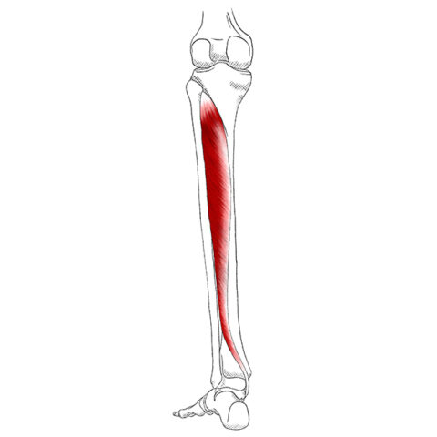 Músculo tibial posterior – Dolor y puntos gatillo